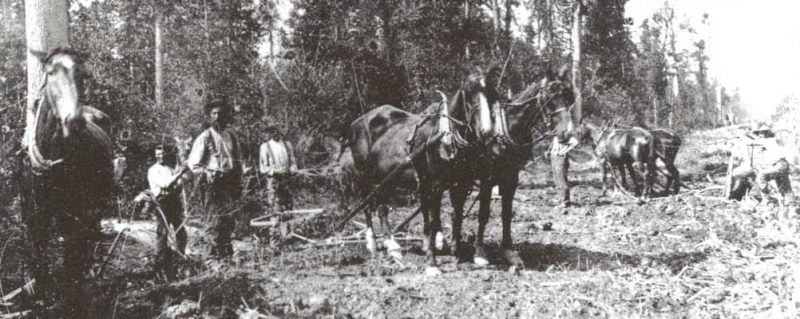 The Death and Life of the Great Black Swamp - Belt Magazine