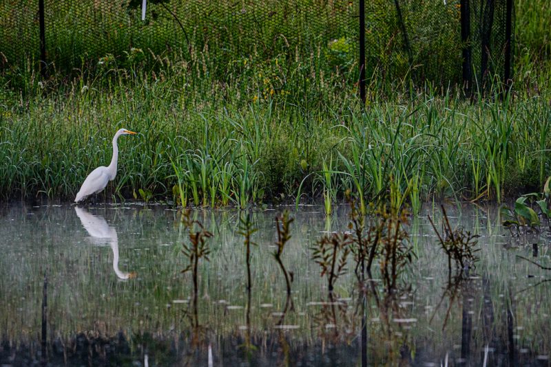 The Death and Life of the Great Black Swamp - Belt Magazine