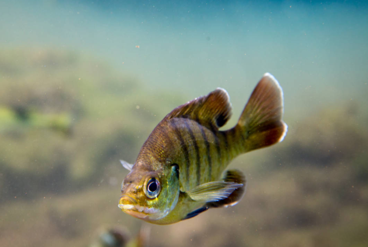 The Prince Fish - Belt Magazine